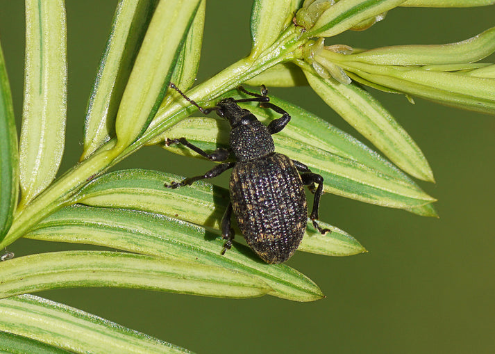 Vine Weevil Nematodes – Mosskillers