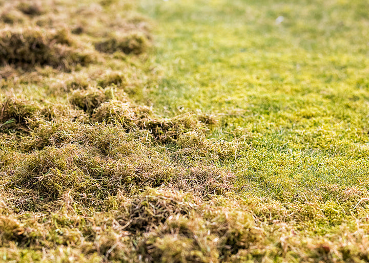 Professional Moss Killing - Kill Moss & Stop Greening on All Surfaces ...